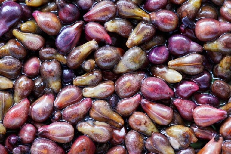 Concord Grape Seeds: Edible, Nutritional Benefits & Uses