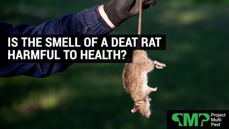 Dead Animal Smell: Causes & The Pungent Odor