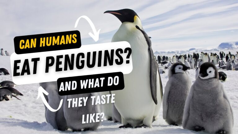 Do Humans Eat Penguins? The Truth Revealed