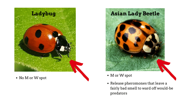 Ladybug Infestation: Why They're In Your Room & How To Stop It