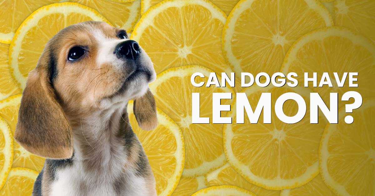 Lemons for Animals: Can They Eat Lemons Safely?