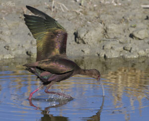 One-Legged Birds: Adaptability & Resilience