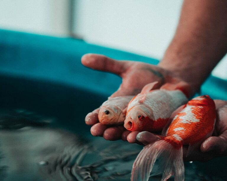 Swallowing Goldfish: Dangers & What To Do