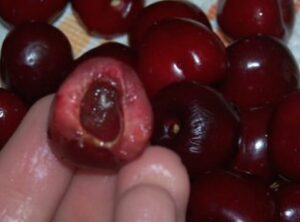Worms in Cherries: Prevention Tips & Storage Guide